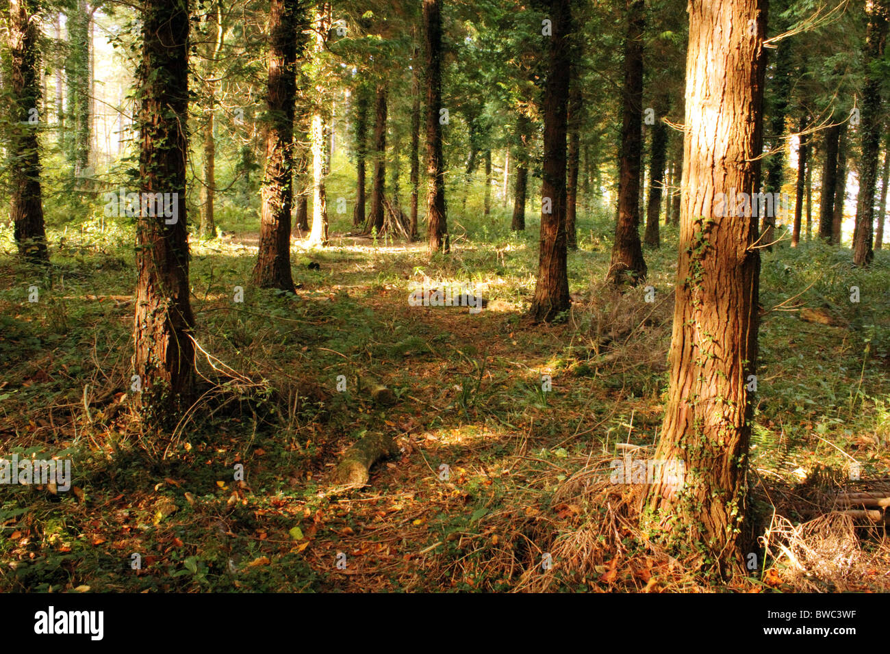 Fall color forest gb hi-res stock photography and images - Alamy