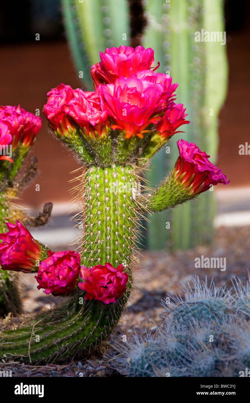 Blooming organ pipe desert cactus in Arizona Stock Photo - Alamy