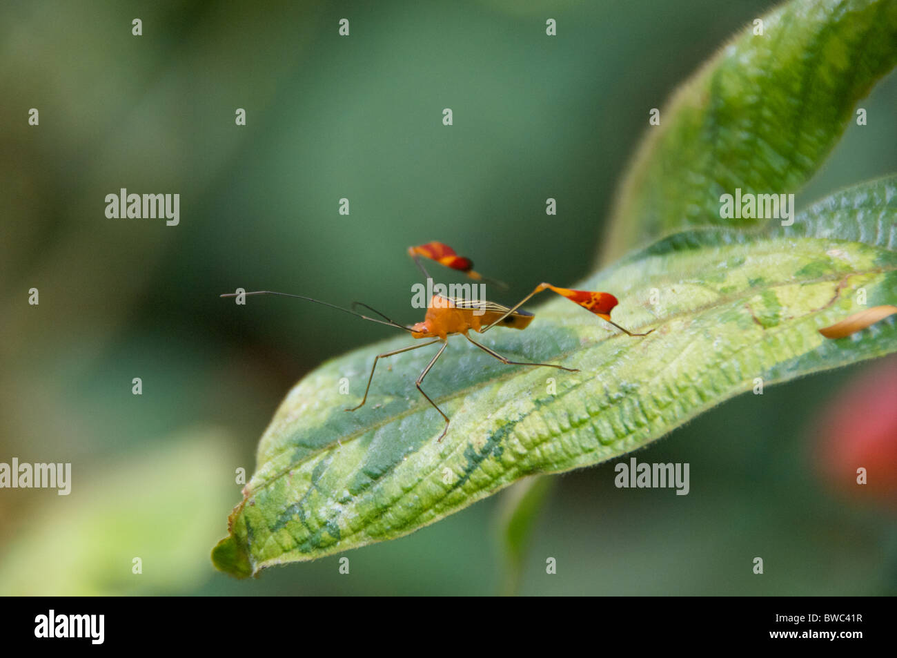 A Flag-footed Bug (Anisocelis flavolineata) perched on a leaf in ...