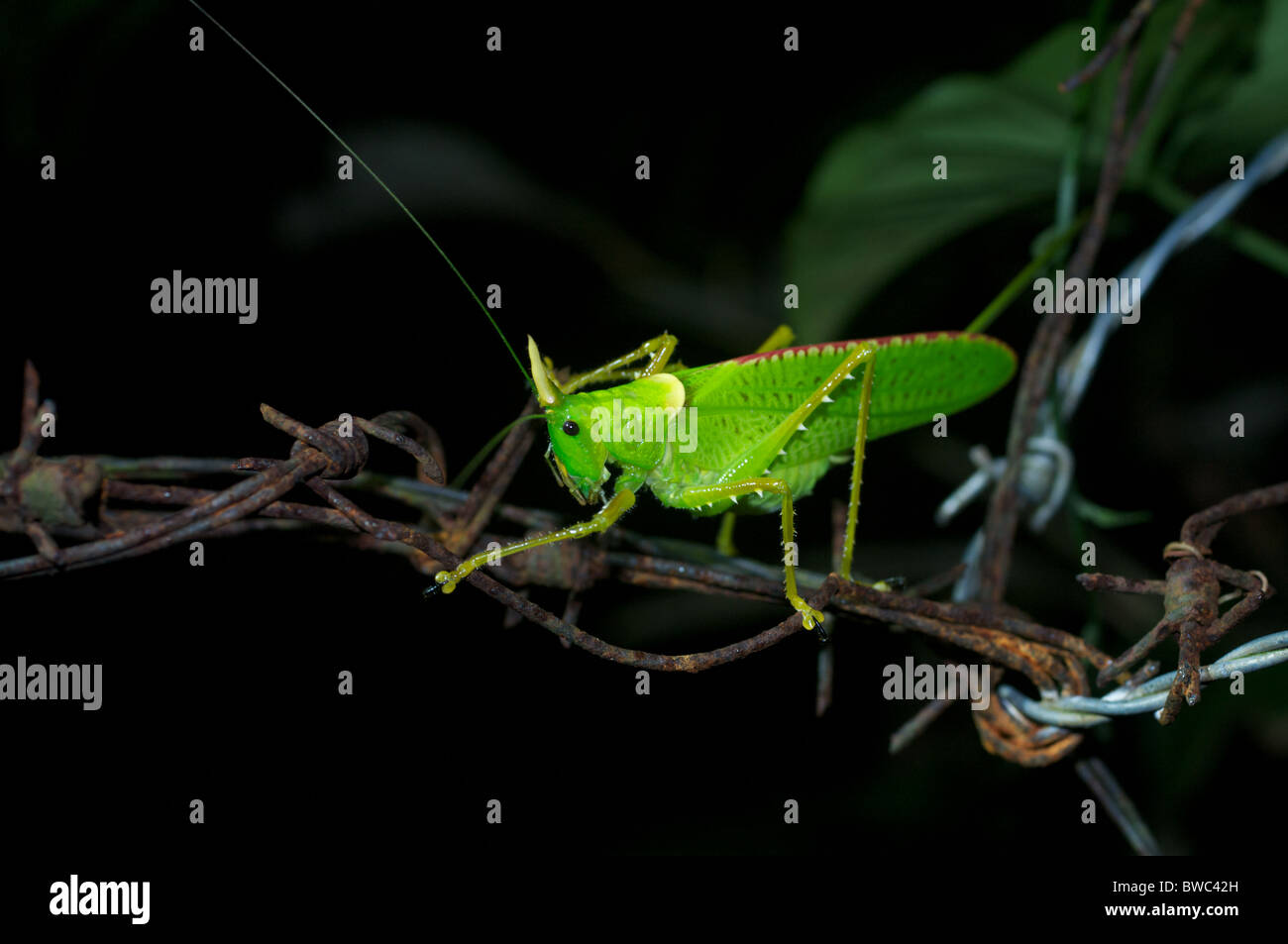 Rhinoceros katydid copiphora rhinoceros hi-res stock photography and ...