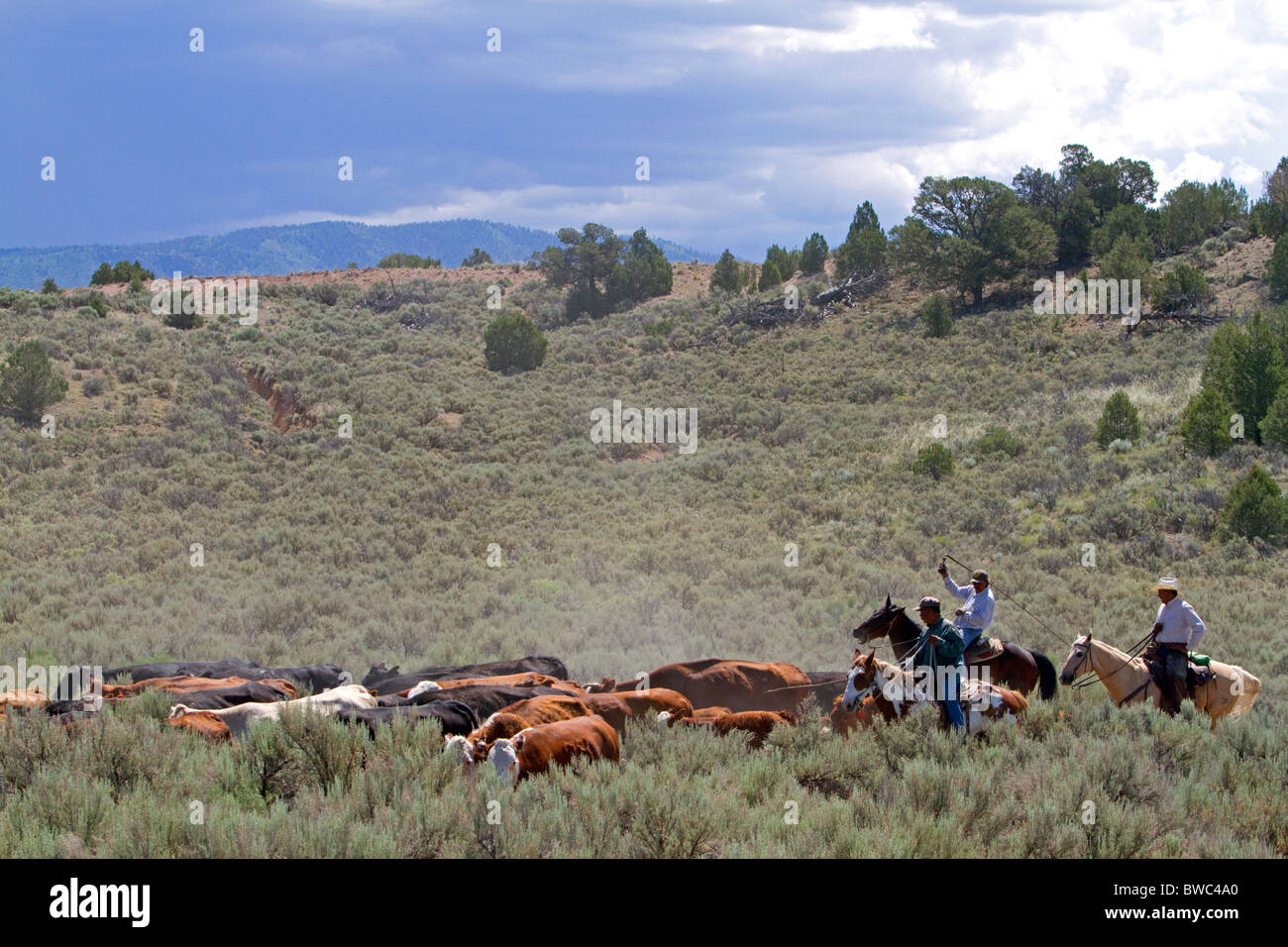 Cattle drive hi-res stock photography and images - Alamy