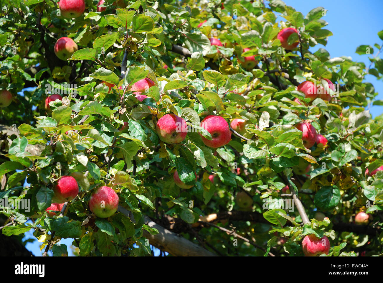 Michigan apple orchard hi-res stock photography and images - Alamy