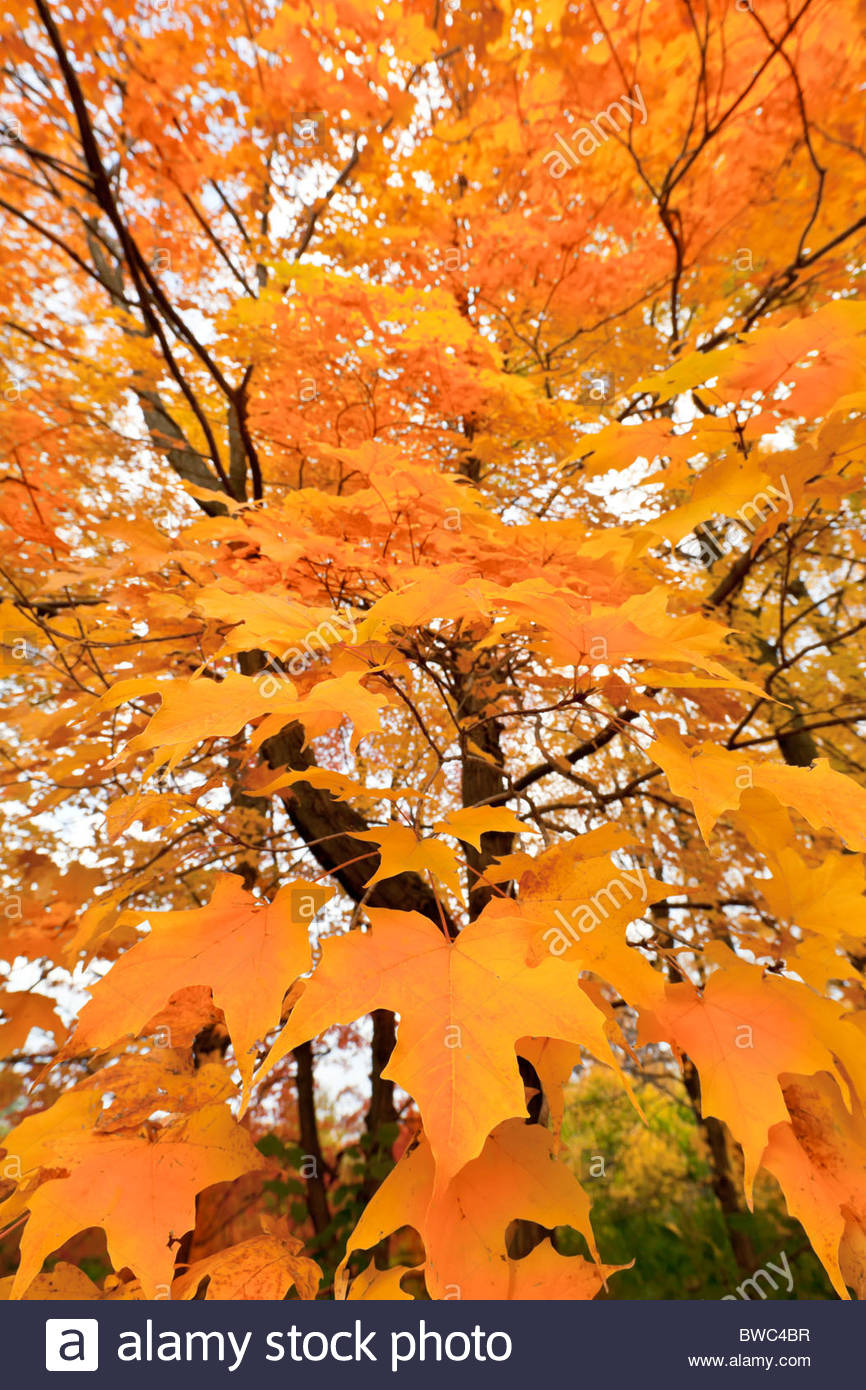 Maple Tree Canada Stock Photos & Maple Tree Canada Stock Images - Alamy