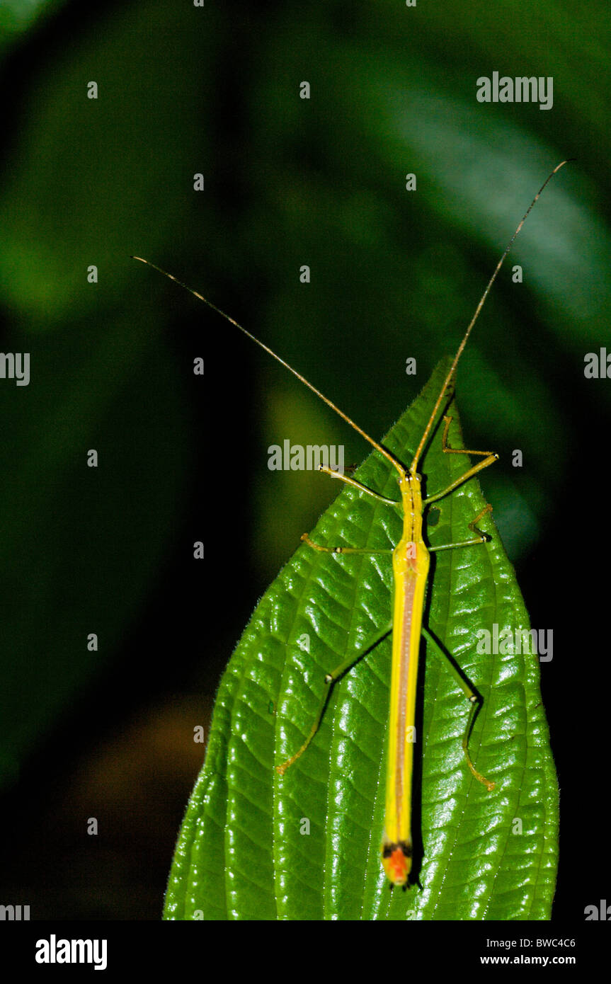 A flying stick insect (Anthericonia anketeschkei) perched on a leaf at ...