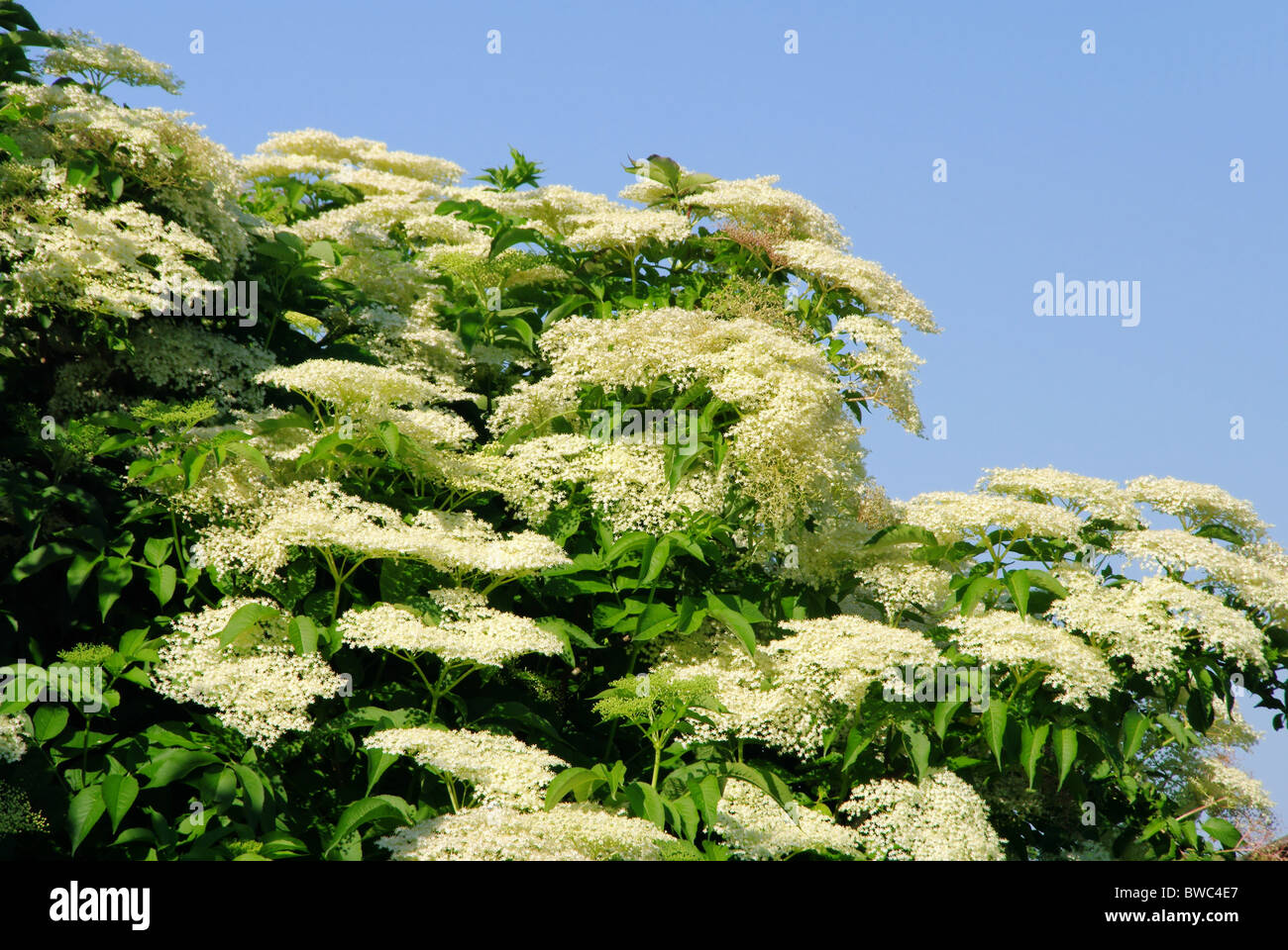 Holunder Blüte - elder flower 16 Stock Photo - Alamy