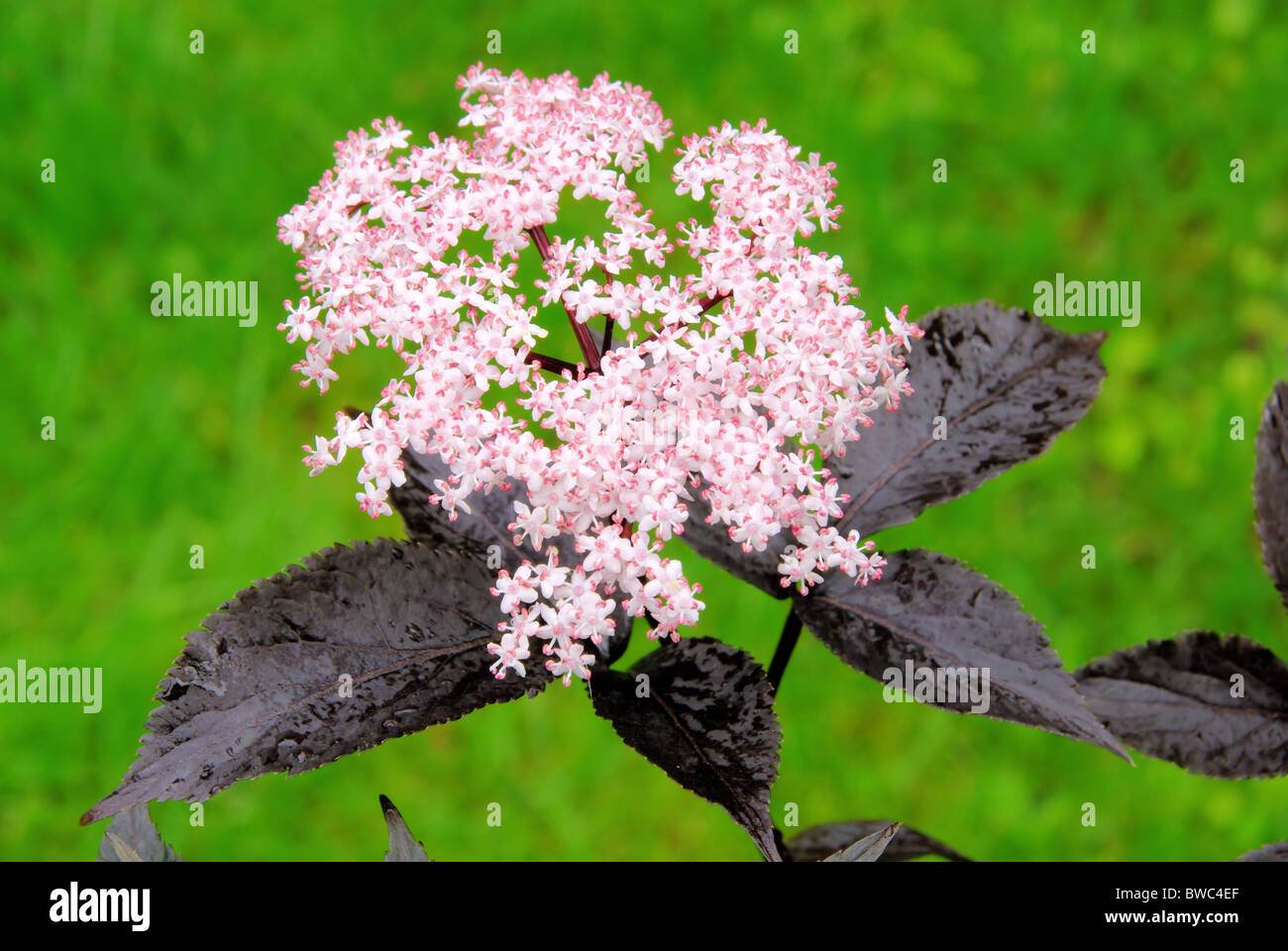Holunder Blüte - elder flower 21 Stock Photo - Alamy
