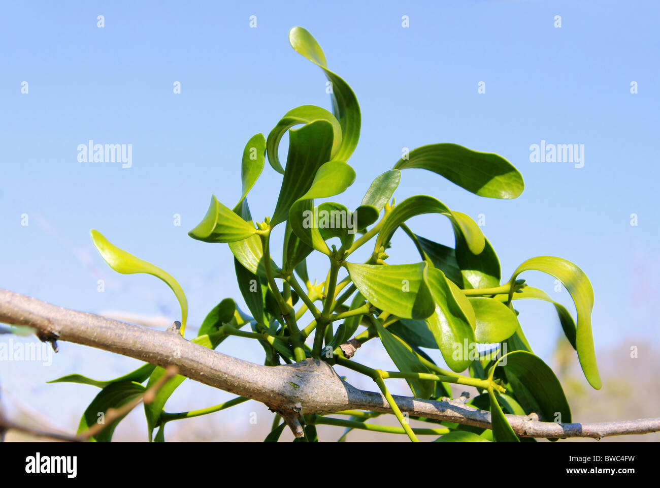 Mistel - mistletoe 18 Stock Photo - Alamy