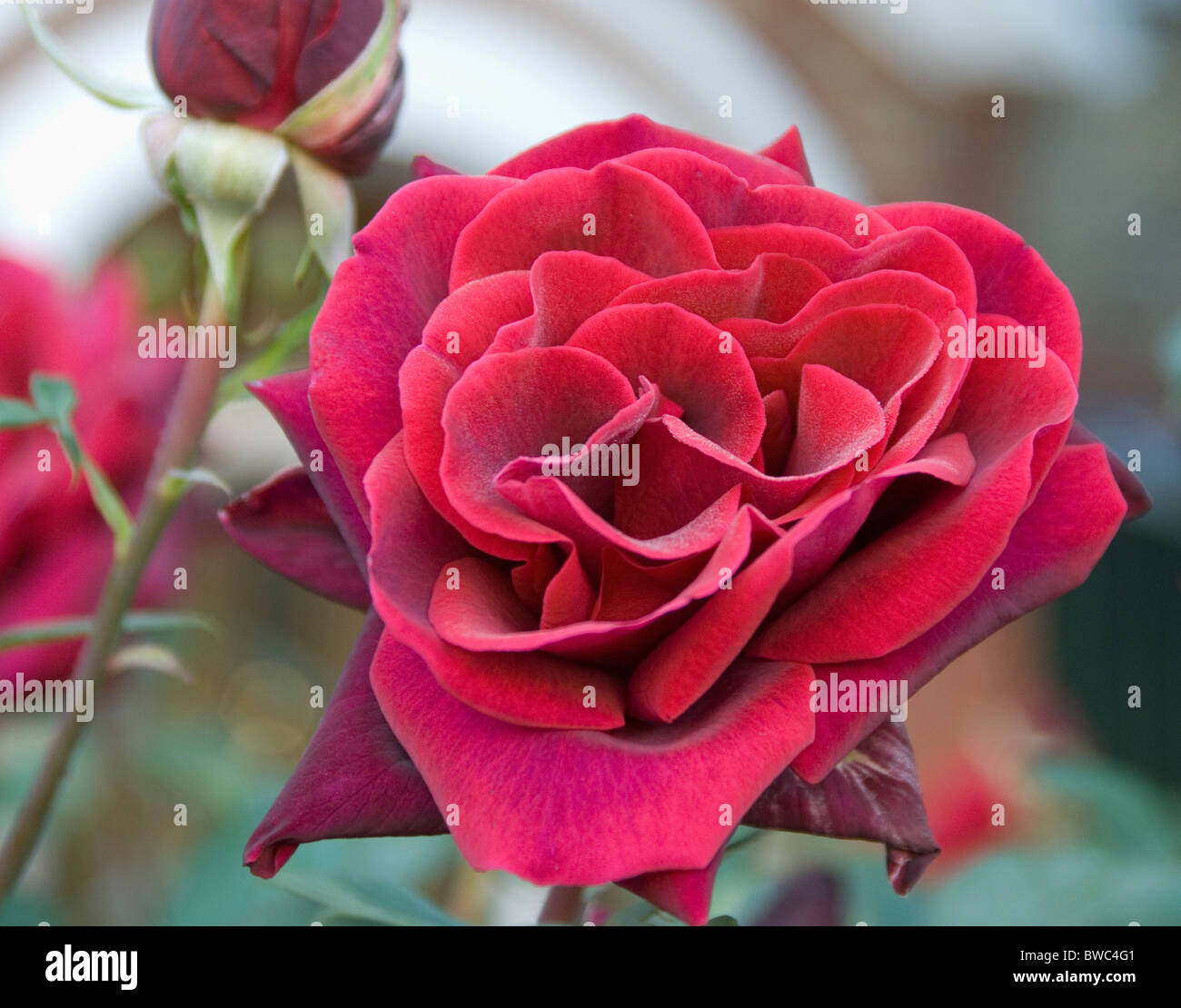 pink hybrid tea rose Stock Photo - Alamy