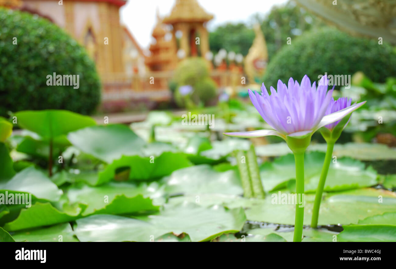 Lila blue hi-res stock photography and images - Alamy