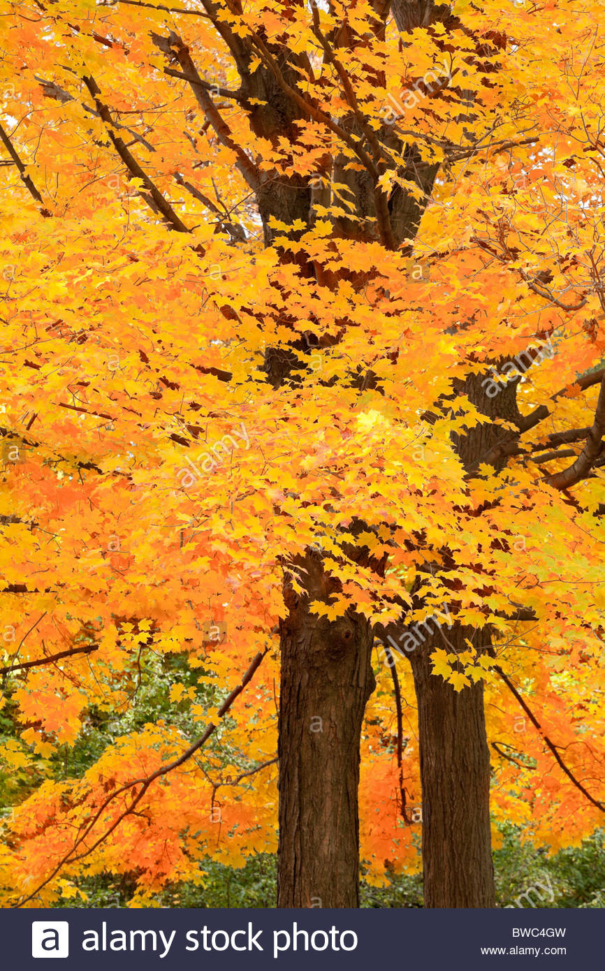 Maple Tree Canada Stock Photos & Maple Tree Canada Stock Images - Alamy