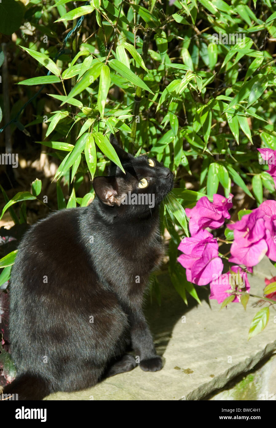 Black cat stalking hi-res stock photography and images - Alamy