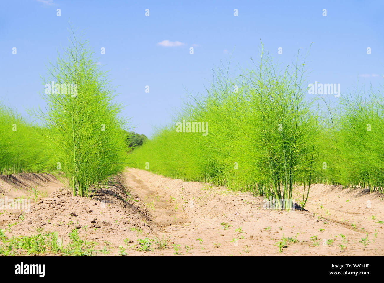 Spargelfeld - asparagus field 20 Stock Photo - Alamy