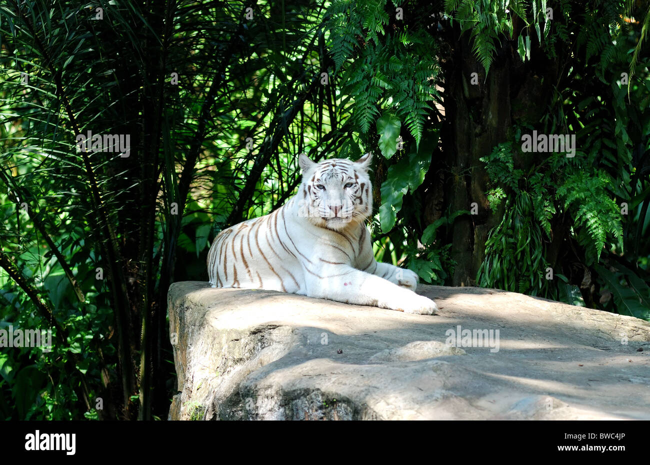 Tiger africa hi-res stock photography and images - Alamy