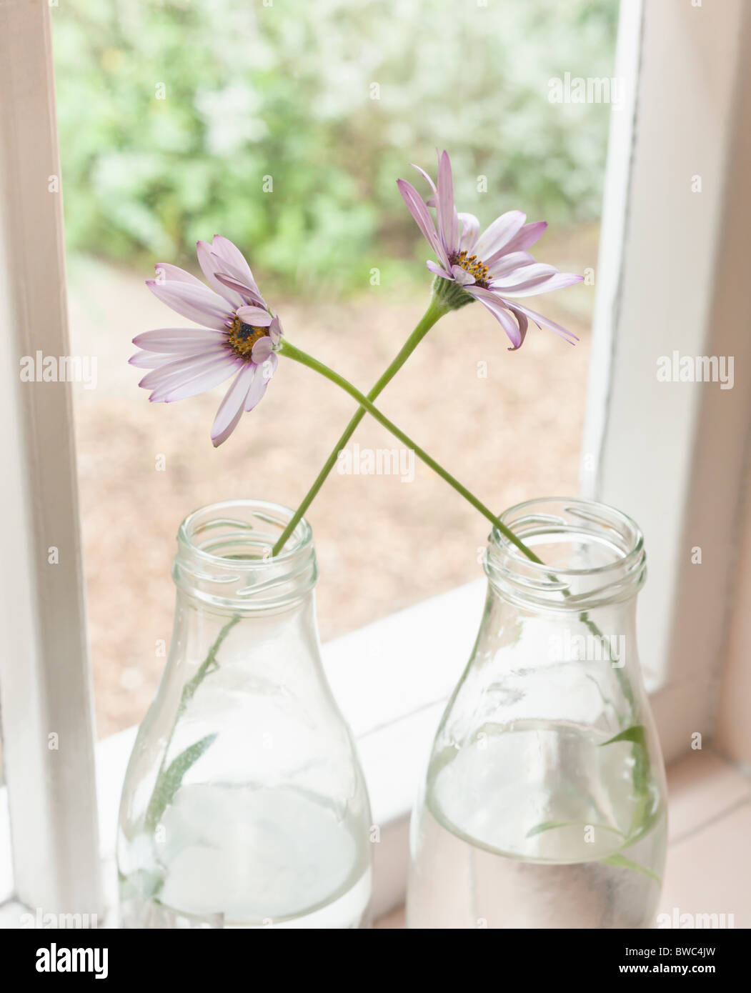 Two Flowers crossing over each other Stock Photo - Alamy