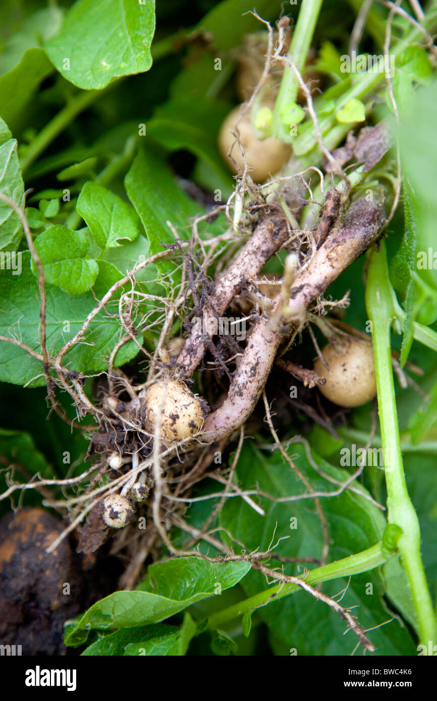 Potato plant roots hi-res stock photography and images - Alamy