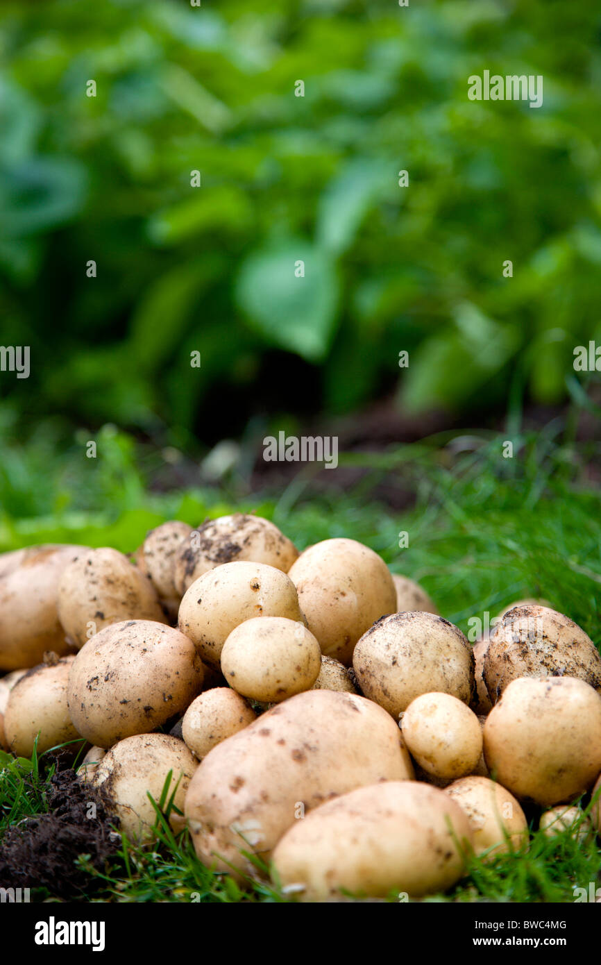 British potato harvest hi-res stock photography and images - Alamy