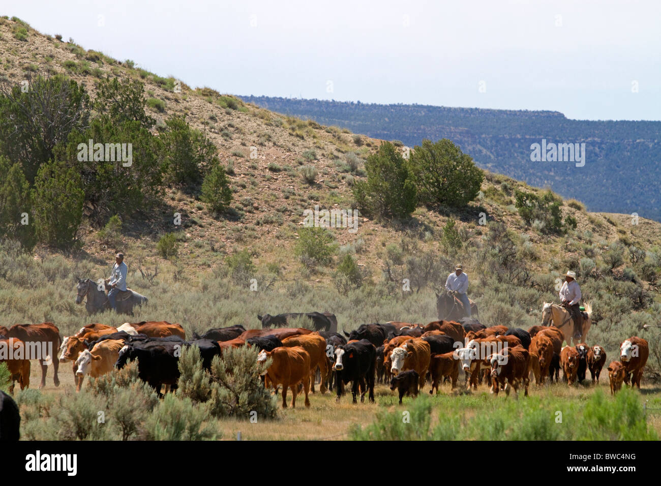 Cowboys on a cattle drive in the desert near Cuba, New Mexico, USA ...