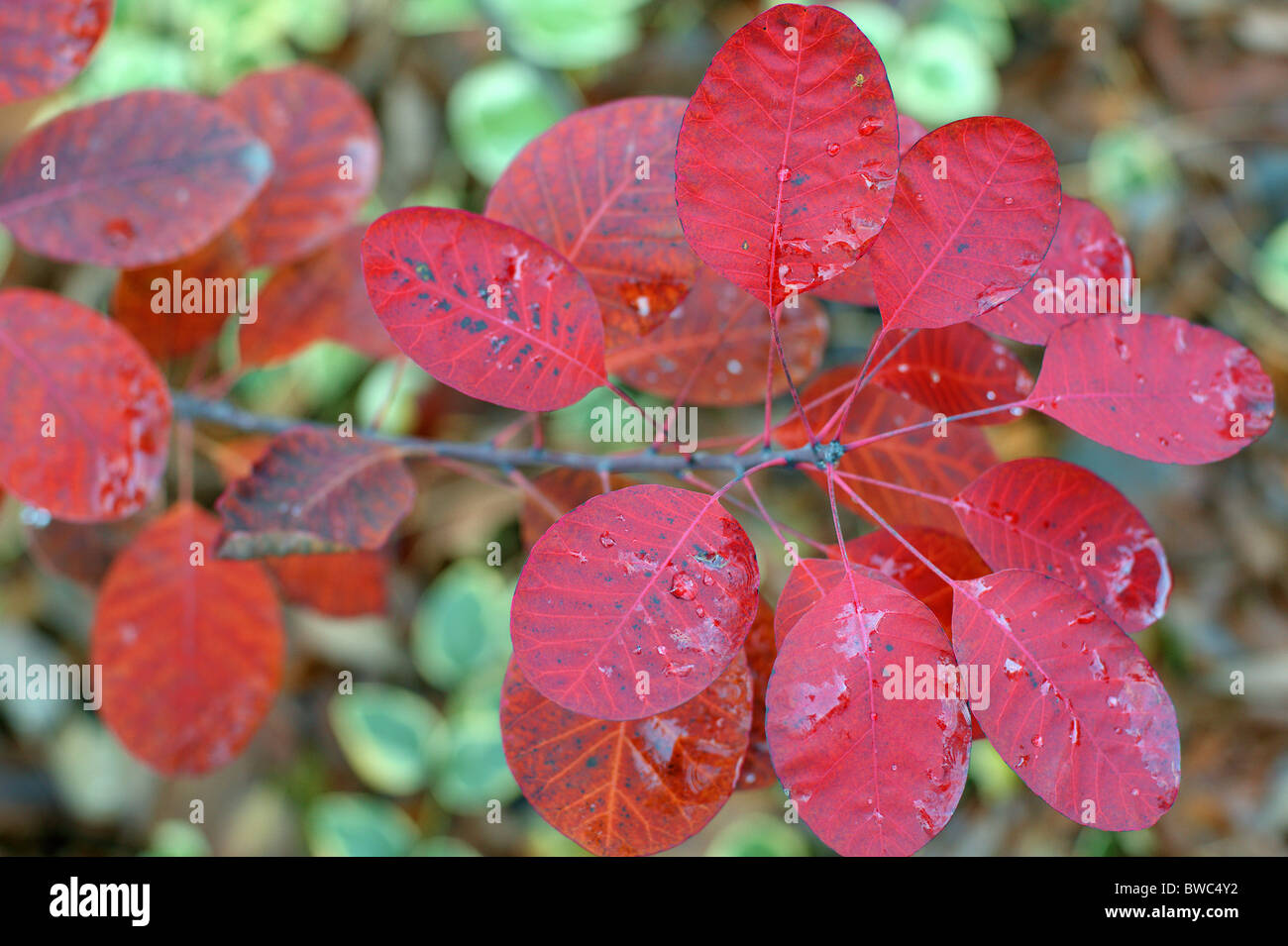 Smoke tree purple autumn leaves close up Cotinus coggygria Stock Photo ...