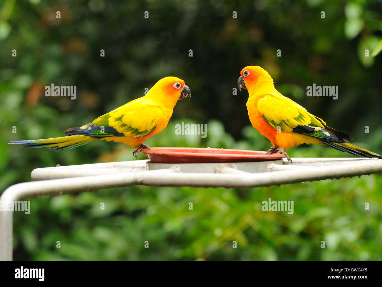Parrots Bill High Resolution Stock Photography and Images - Alamy