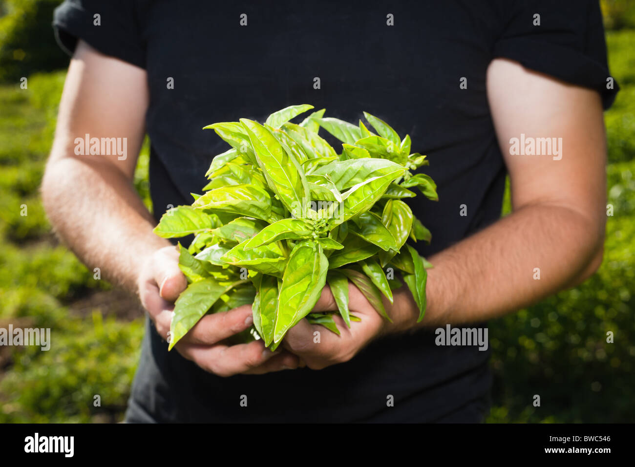 24 being cut hi-res stock photography and images - Alamy
