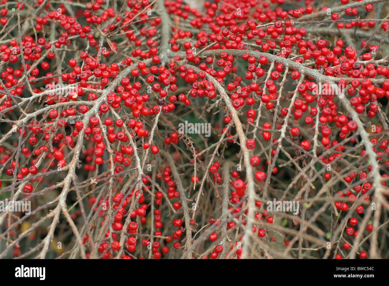Cotoneaster shrub red autumn fruits berries Cotoneaster horizontalis ...