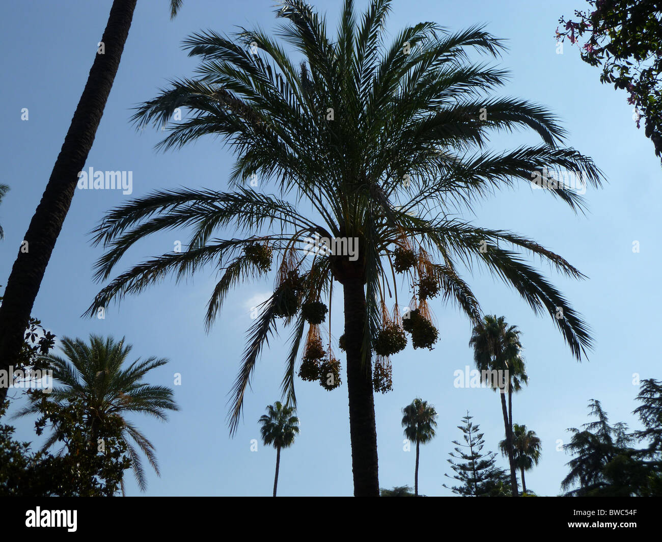 Date palm with bunches od dates Stock Photo - Alamy