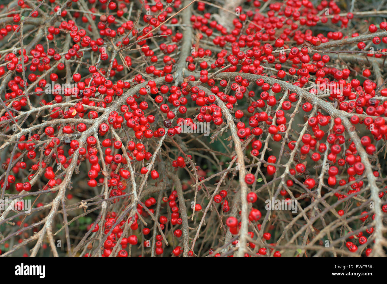 Cotoneaster shrub red autumn fruits berries Cotoneaster horizontalis ...