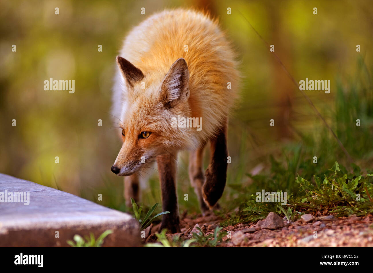 Red fox in Colorado Stock Photo - Alamy