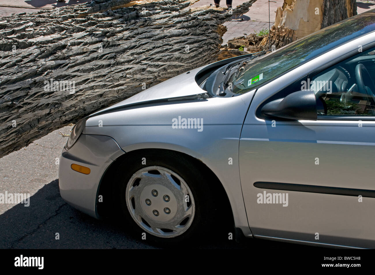 Tree branch fallen on car hi-res stock photography and images - Alamy