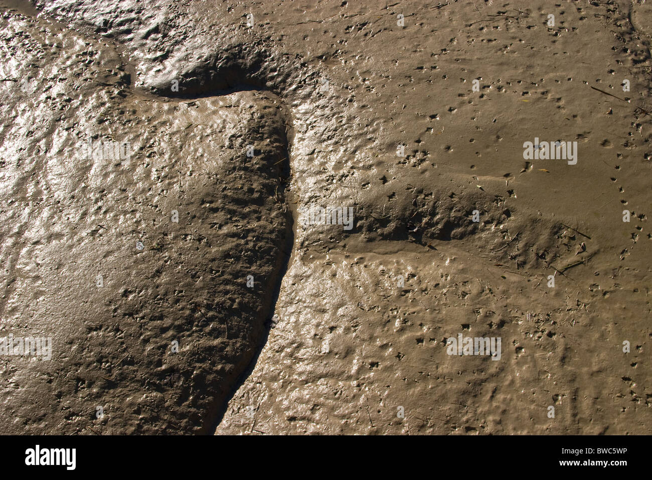 silted river bank and bed in bright winter sunshine Stock Photo - Alamy