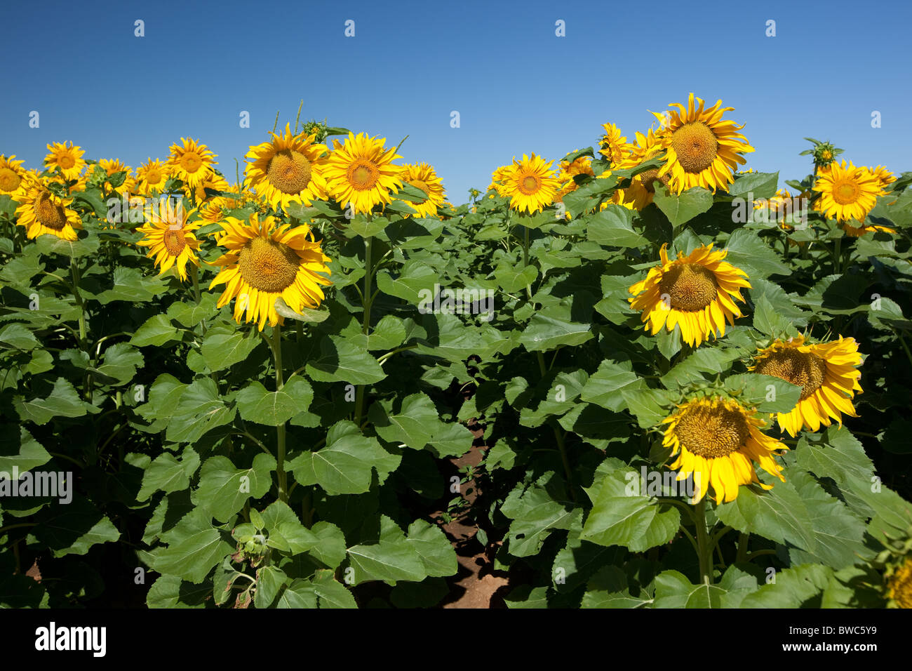 Large field of cultivated sunflowers in the High Plains area of the ...