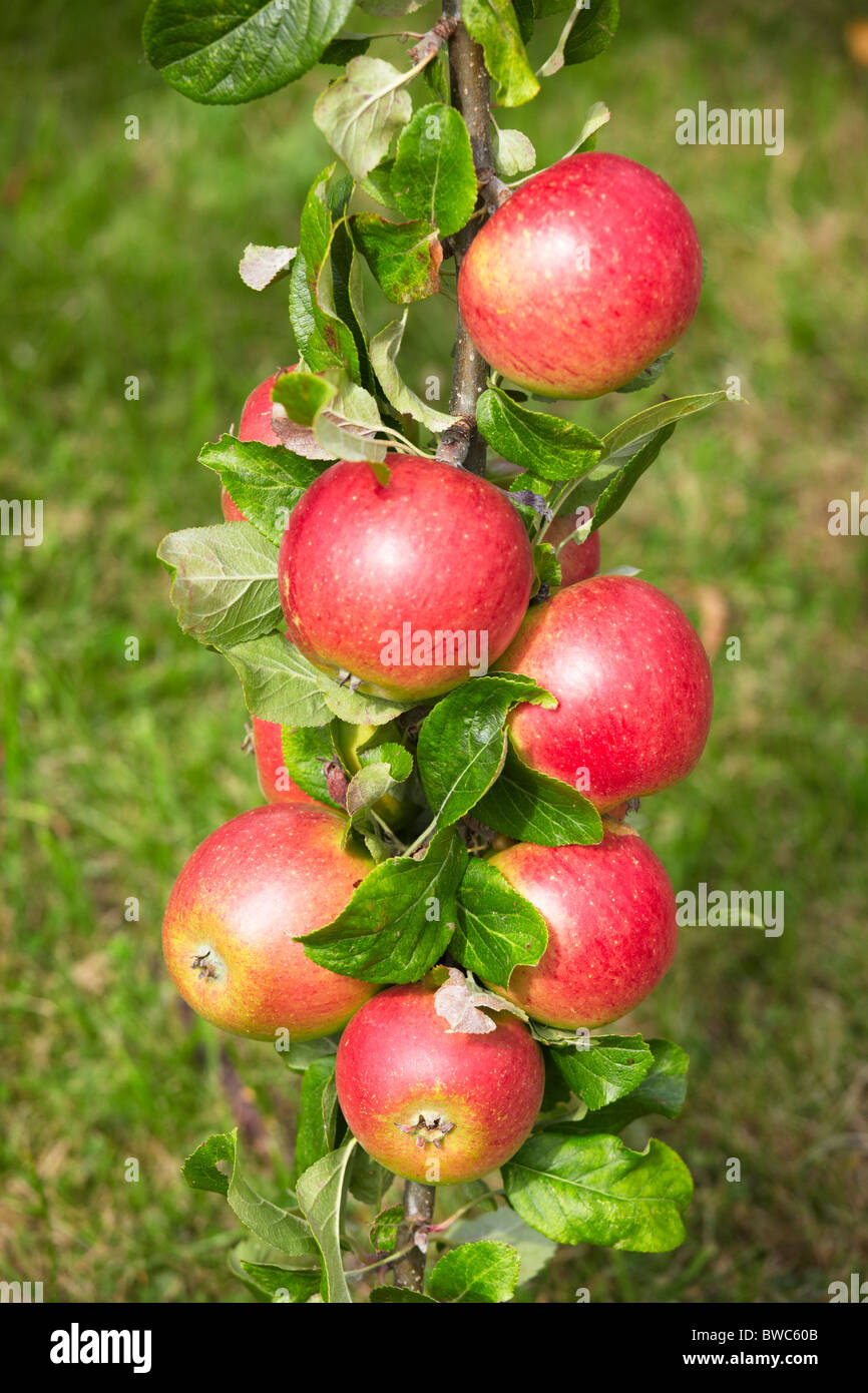 Red eating apples, ripe and ready to eat Stock Photo - Alamy