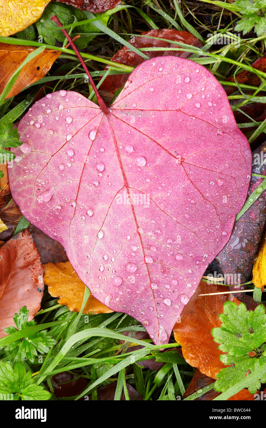 Red Heart Shaped Tree