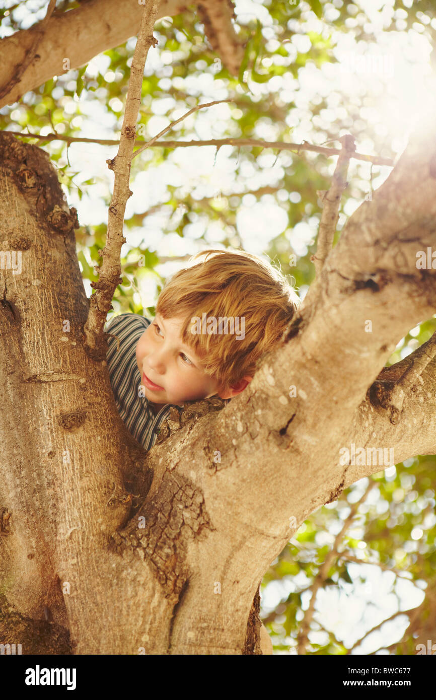 Young boy in the top of a tree Stock Photo - Alamy