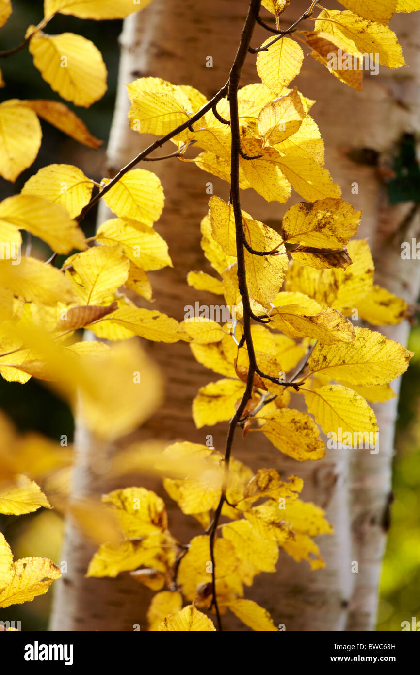 Silver birch leaves hi-res stock photography and images - Alamy