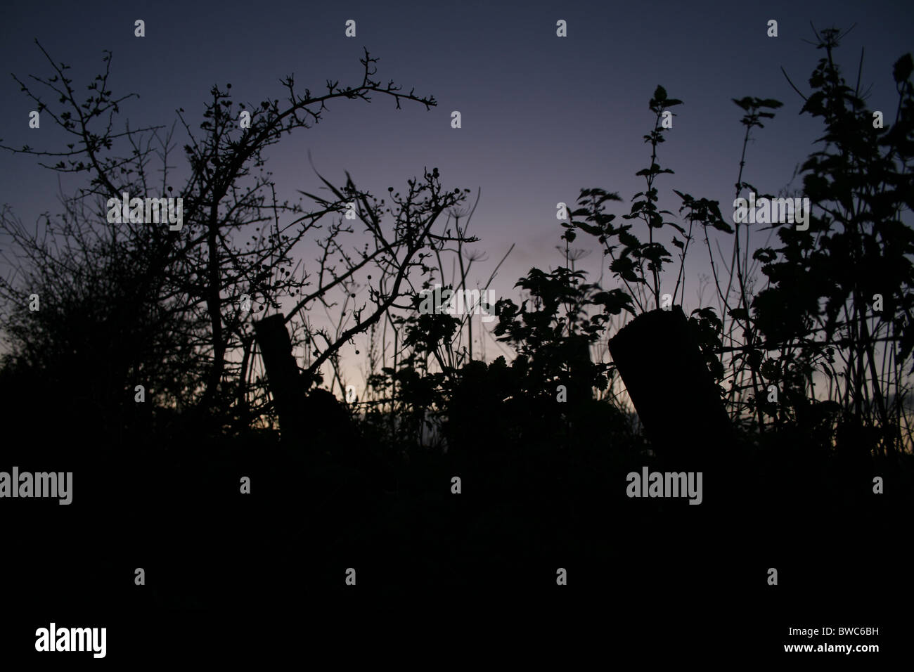 Hedge at night hi-res stock photography and images - Alamy