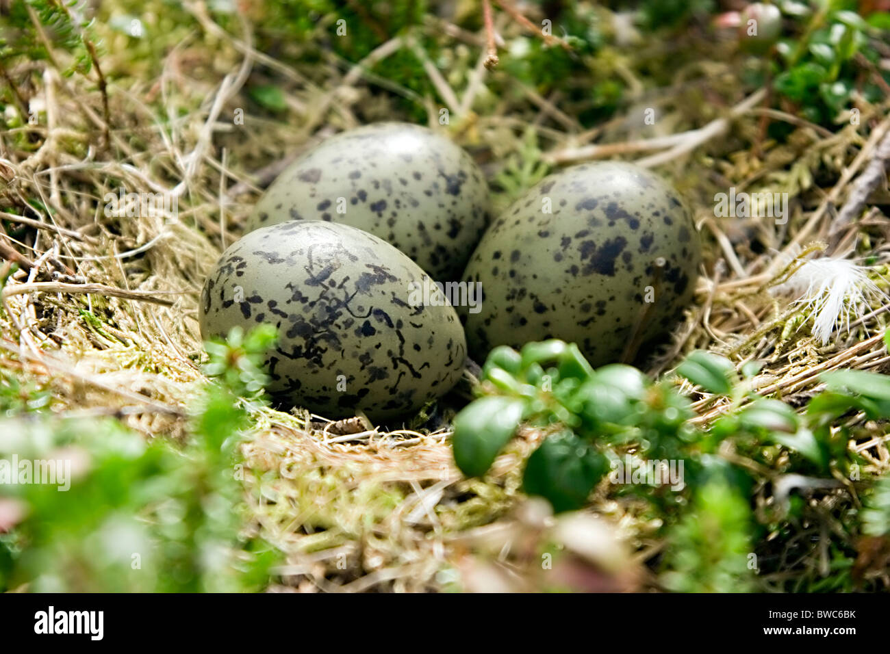 Spotty eggs of a bird in a nest on the nature Stock Photo - Alamy