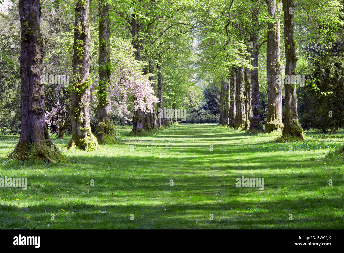 Flowering cherry in bloom seen through the lime avenue at Westonbirt ...