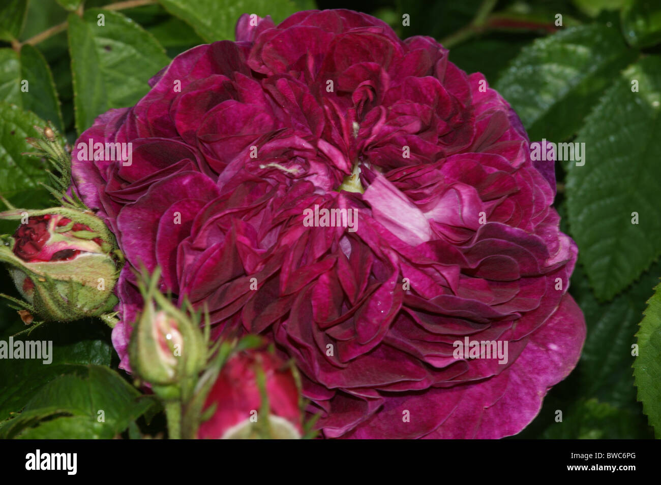Rose 'Charles de Mills' Stock Photo - Alamy