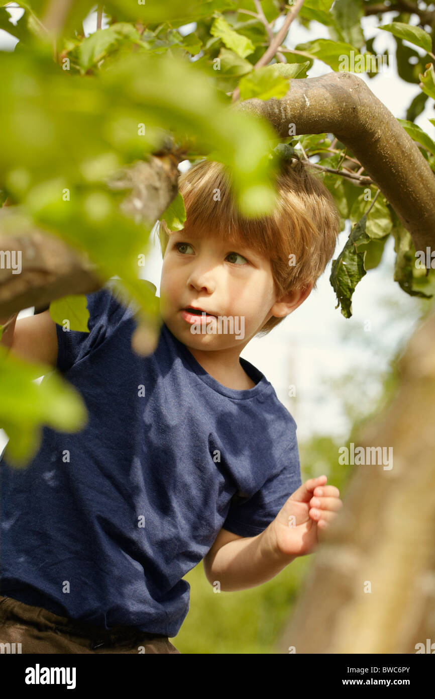 Young boy climbing tree Stock Photo - Alamy