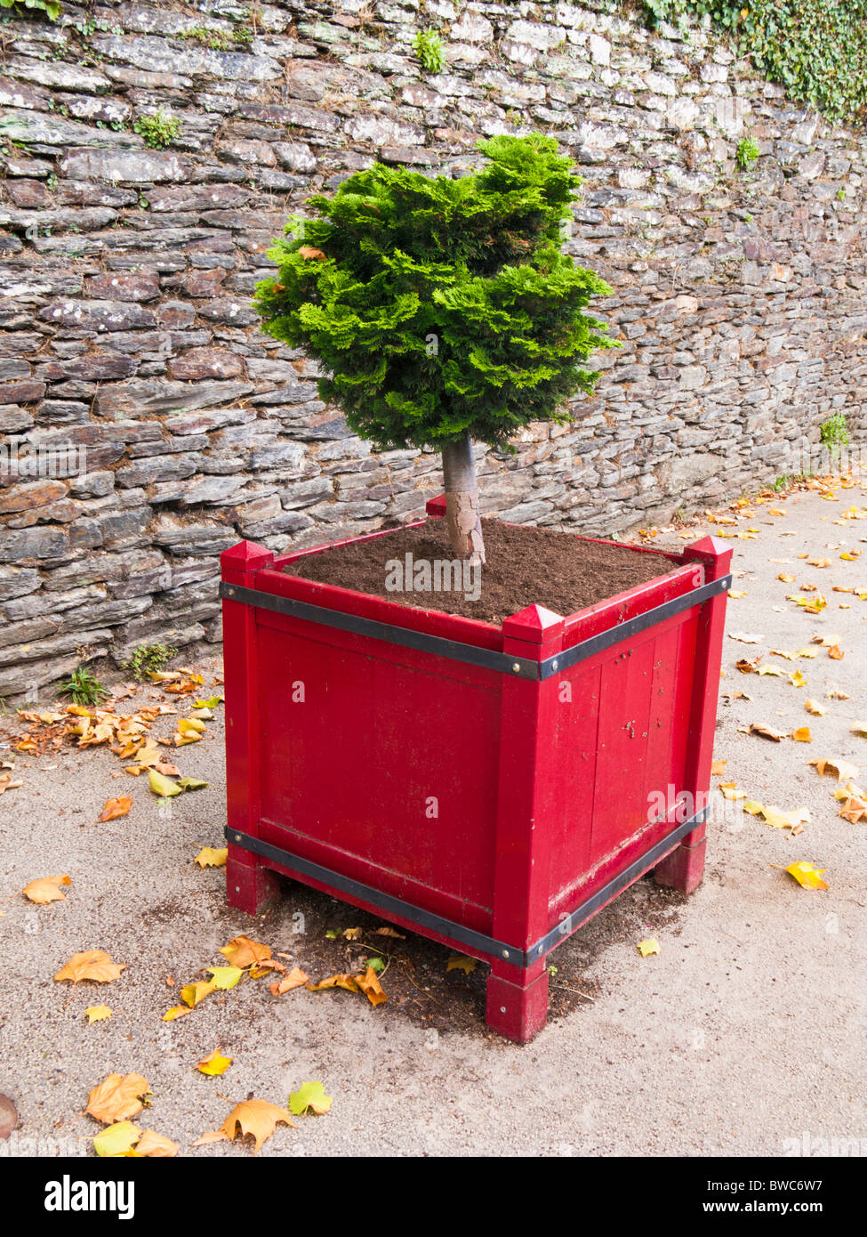 Small tree in a tub on a pavement Stock Photo - Alamy