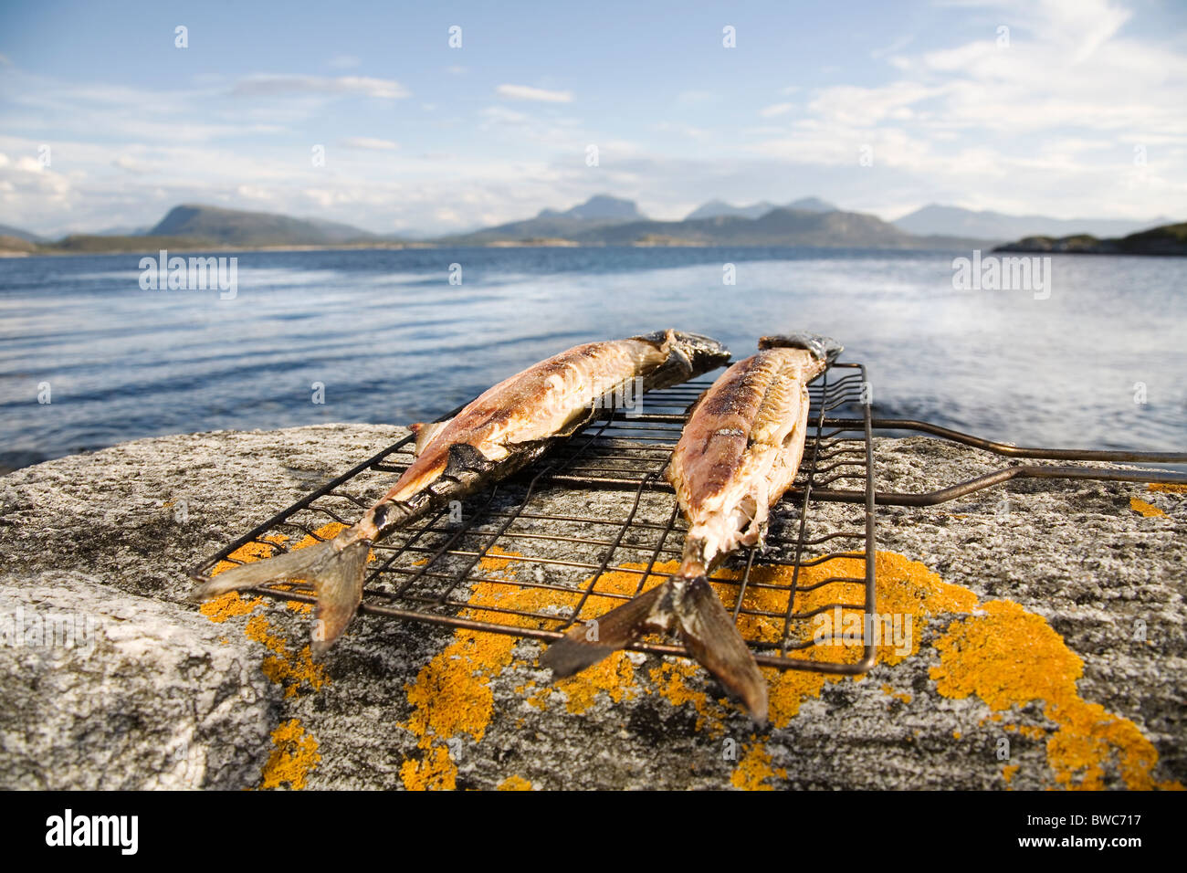 Mackerel from rock hi-res stock photography and images - Alamy