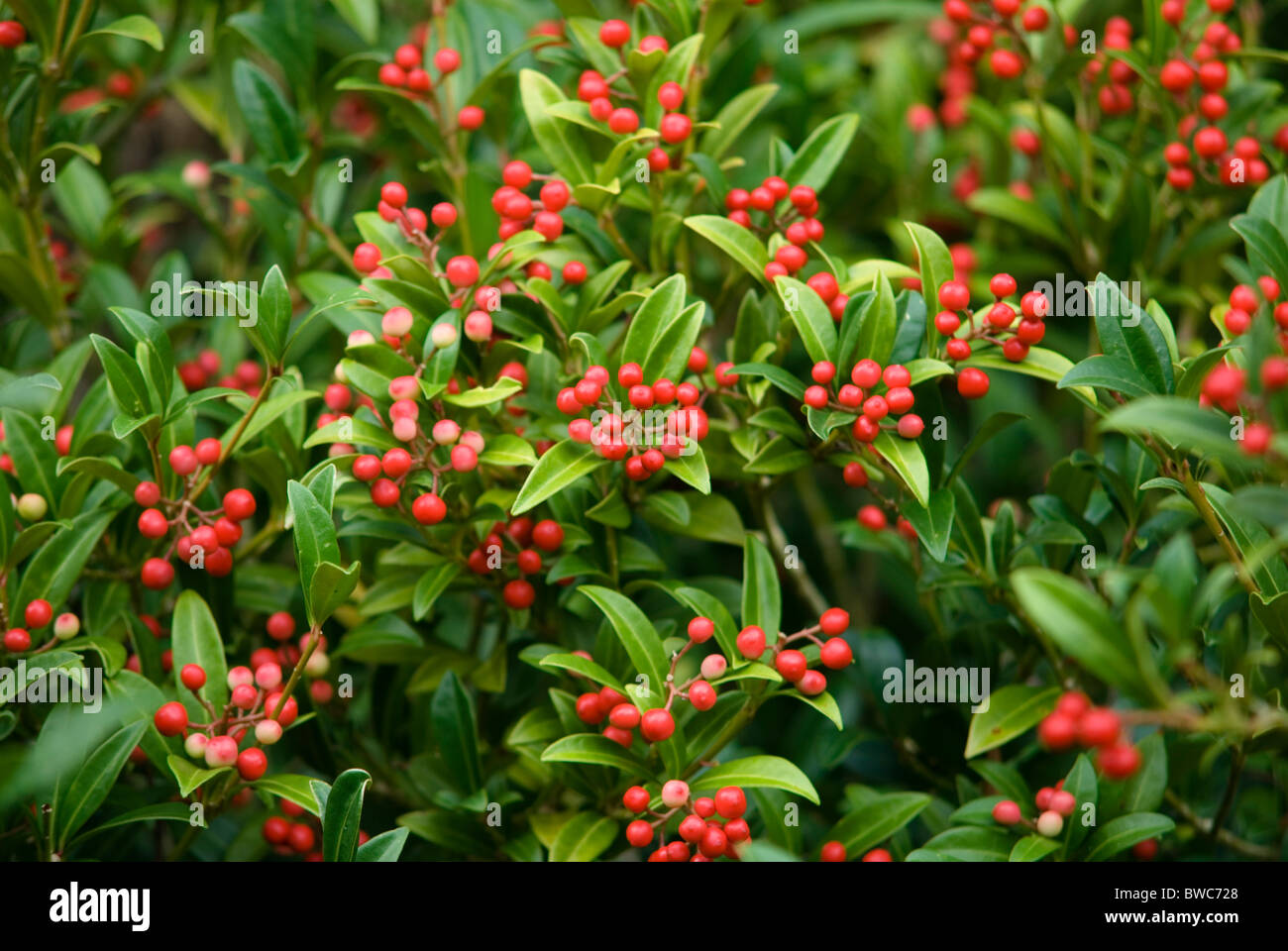 SKIMMIA JAPONICA SCARLET DWARF BERRIES Stock Photo - Alamy