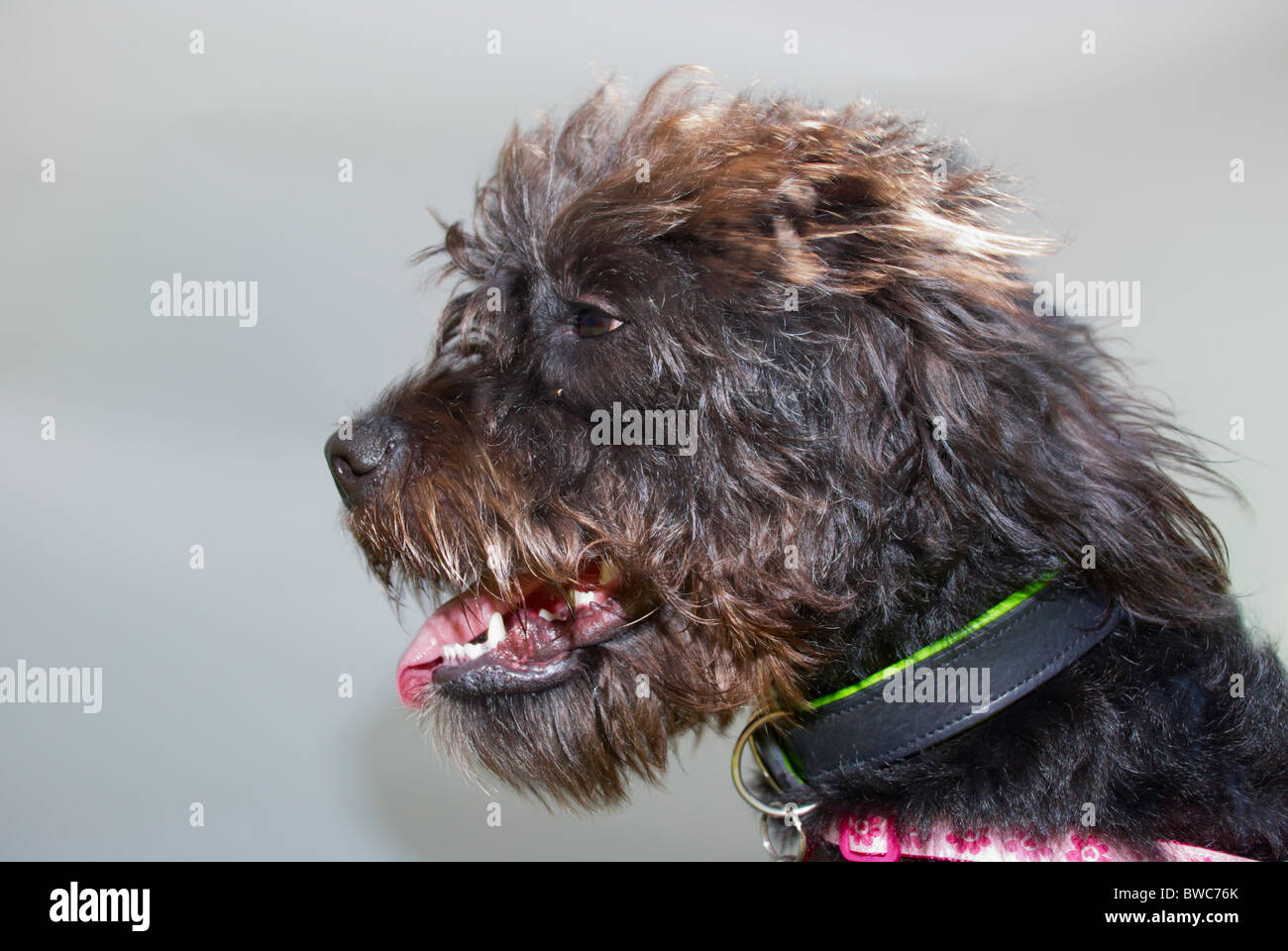 Dog posing at the Pink Dog Show in Manchester 2010 Stock Photo - Alamy