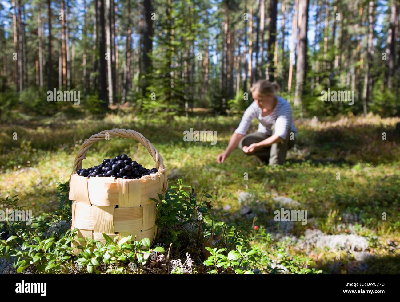 Woman picking berries in forest Stock Photo - Alamy
