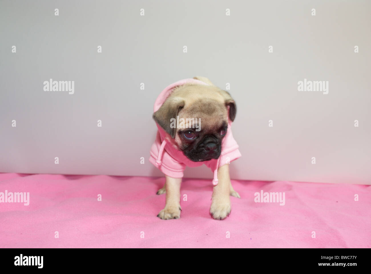 Pug dog at The Pink Dog Show in Manchester 2010 Stock Photo - Alamy