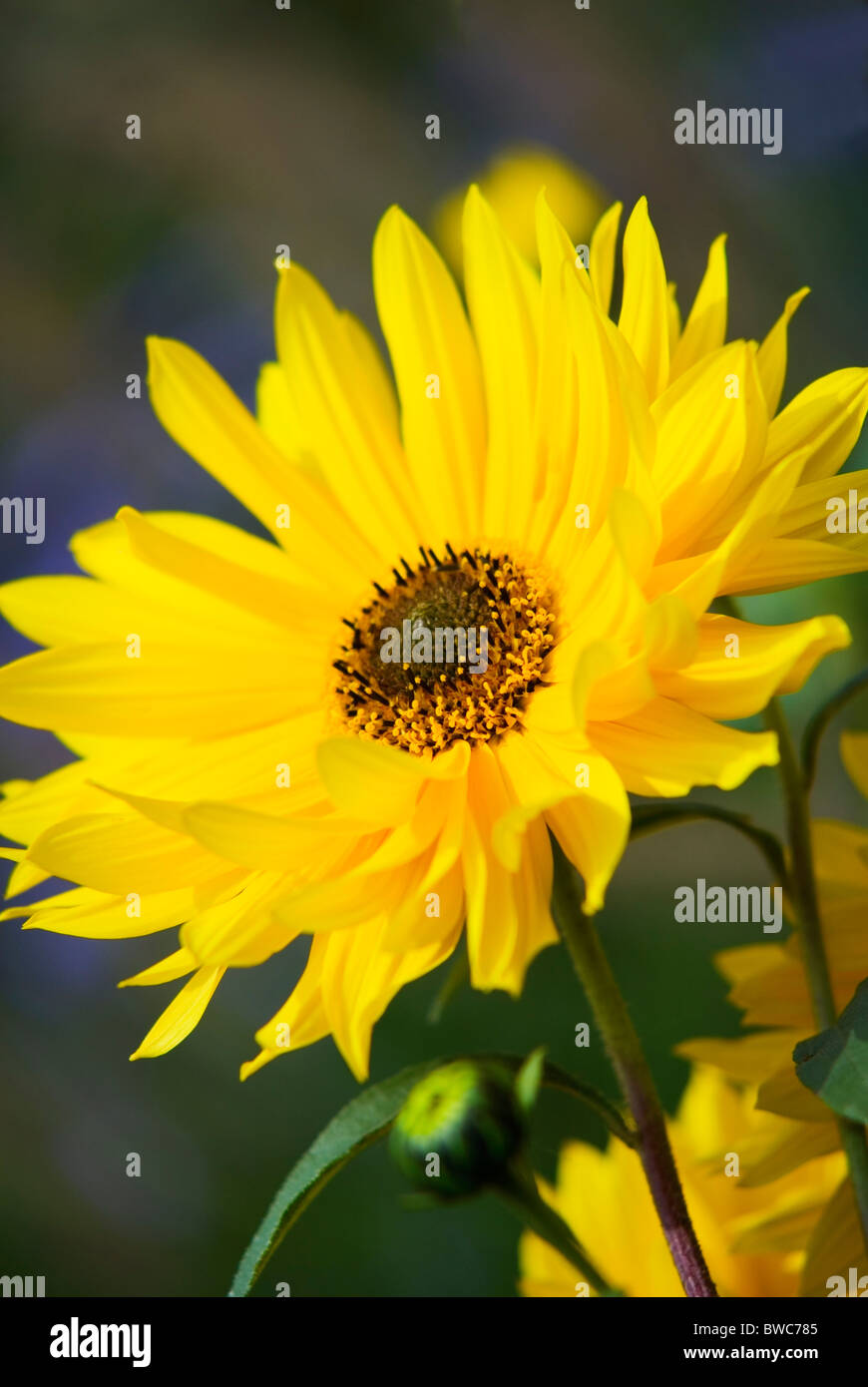 Double sunflower hi-res stock photography and images - Alamy