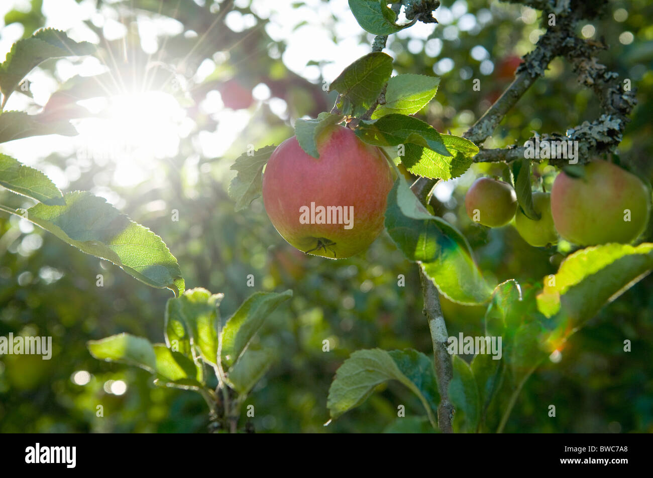Apples in morning sun Stock Photo - Alamy