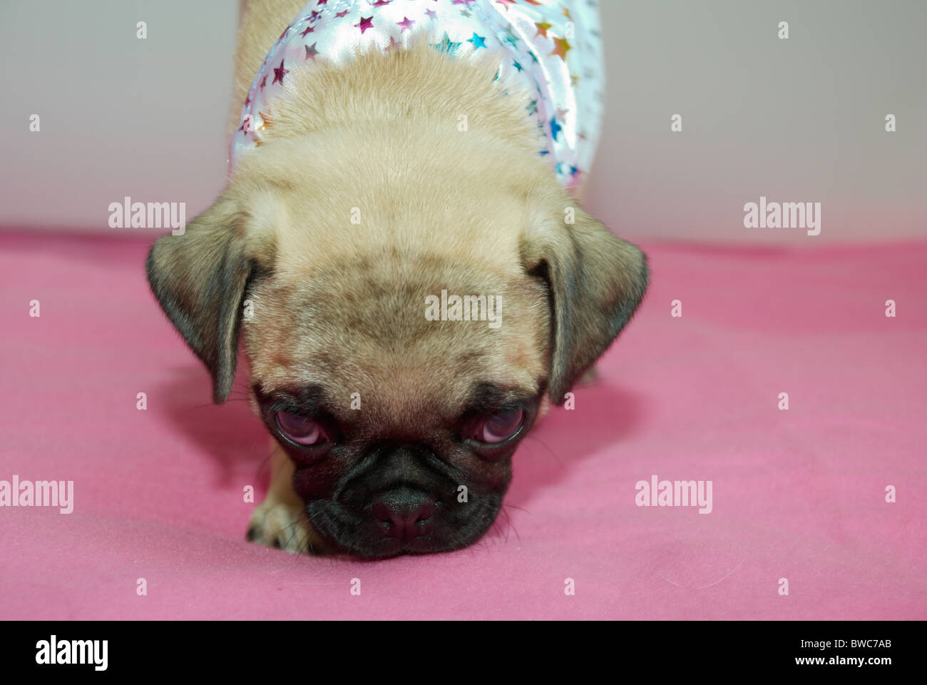 Pug dog at The Pink Dog Show in Manchester 2010 Stock Photo - Alamy