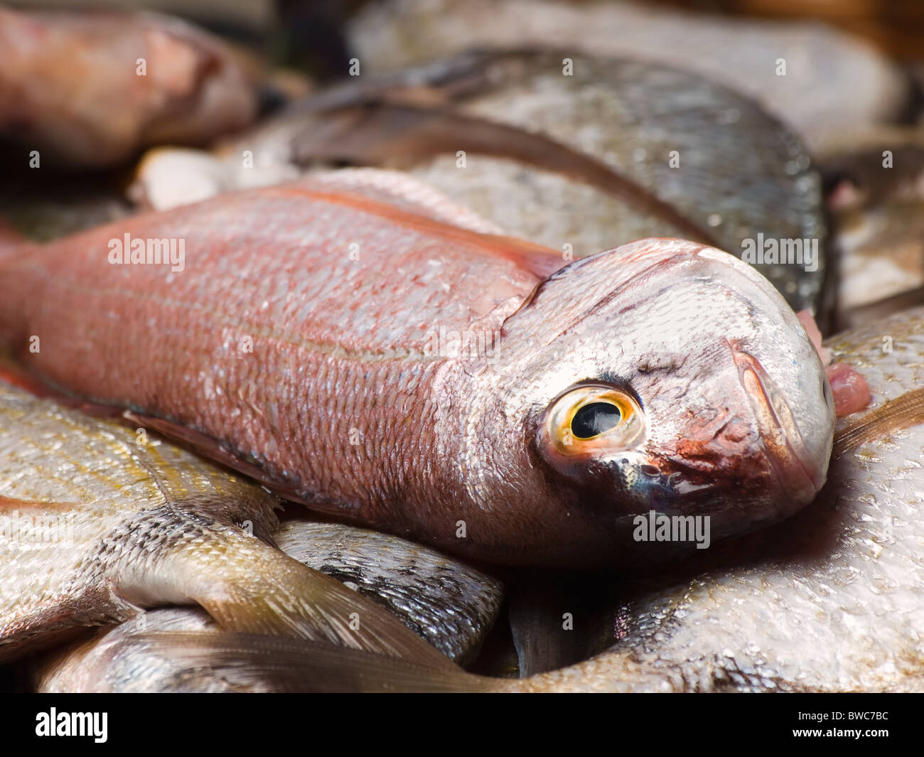 heap of fresh sea fishes,closeup,for seafood,fishing or healthy eating ...